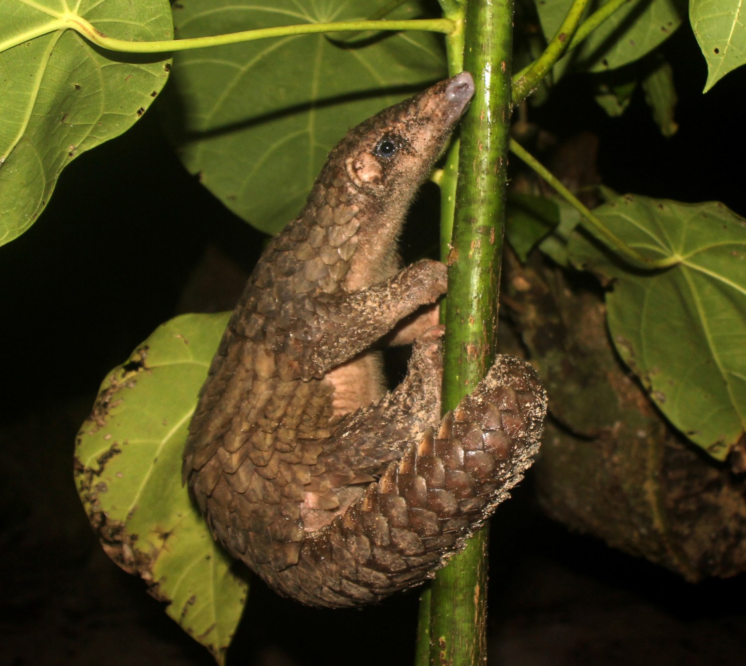 Wildlife at Rimba – Rimba Ecolodge