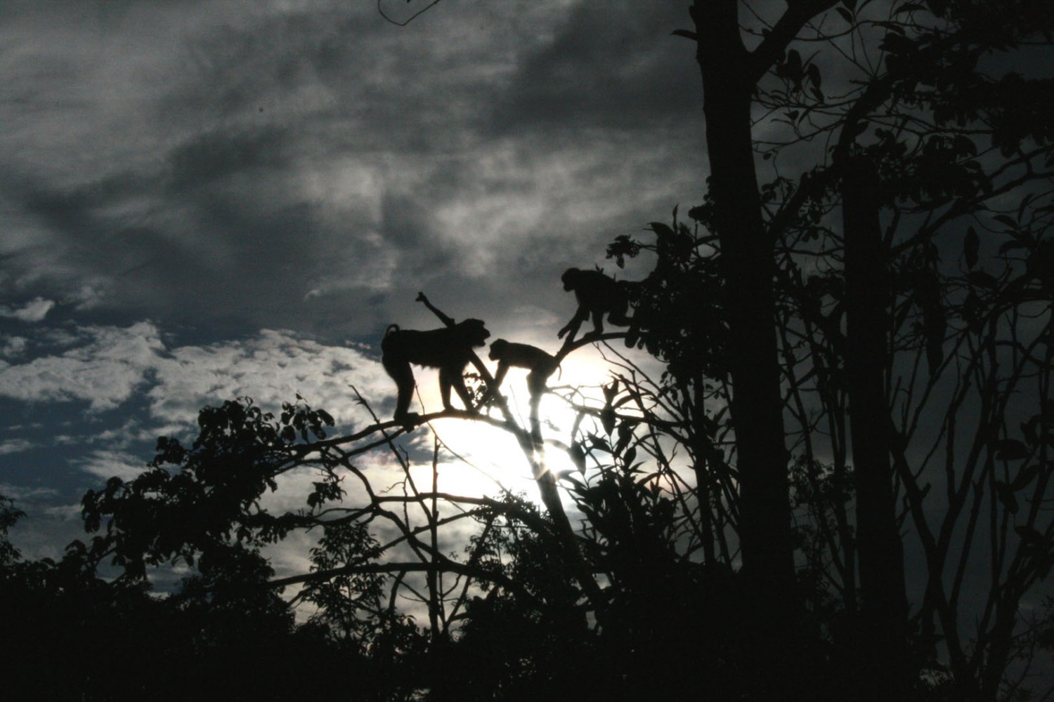 Wildlife at Rimba – Rimba Ecolodge